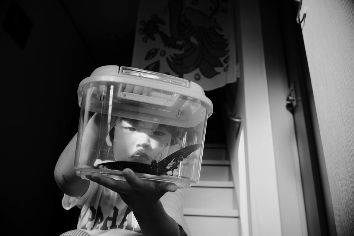 Swallowtail butterfly | GANREF