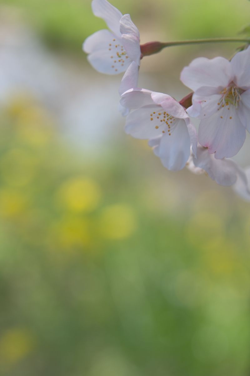 2009_sakura_022.jpg | GANREF