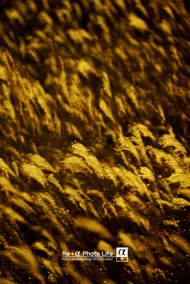 曾爾高原。 | GANREF