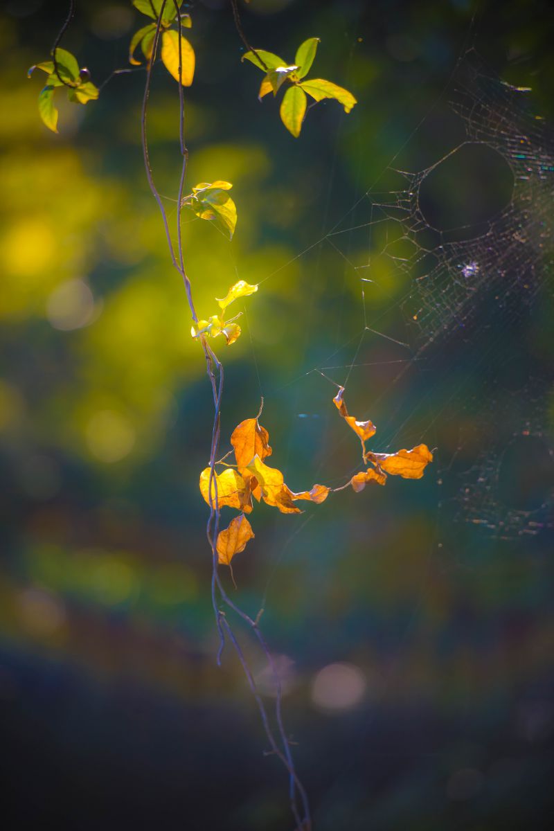 まだ繋がっています | GANREF