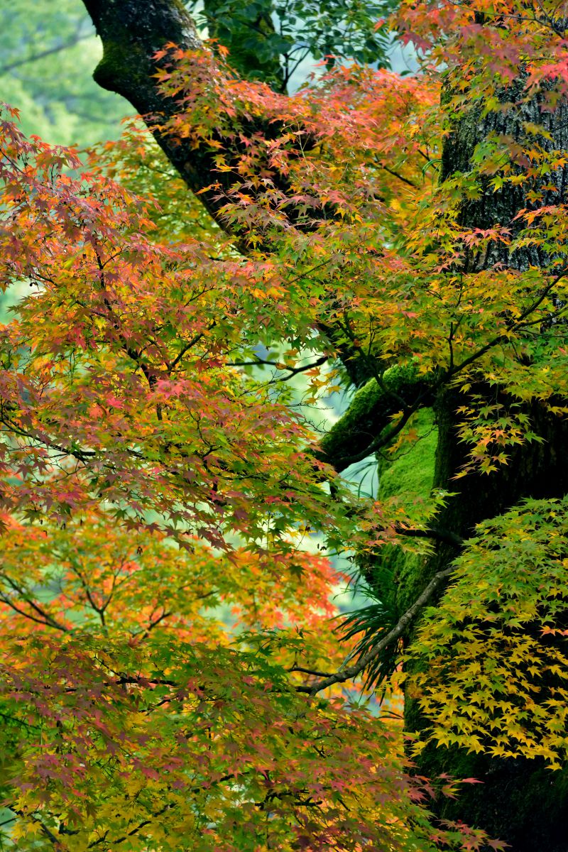 紅葉途上 | GANREF