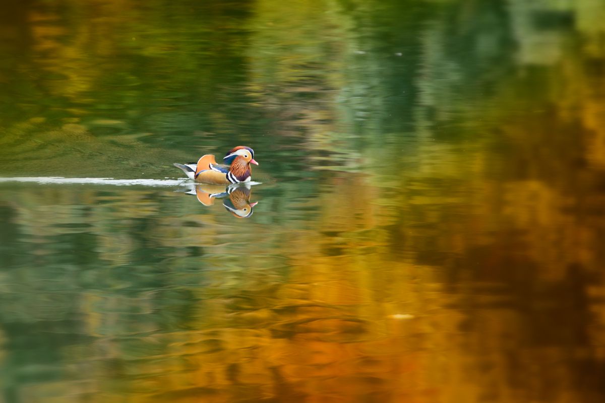 ナルシスト | GANREF