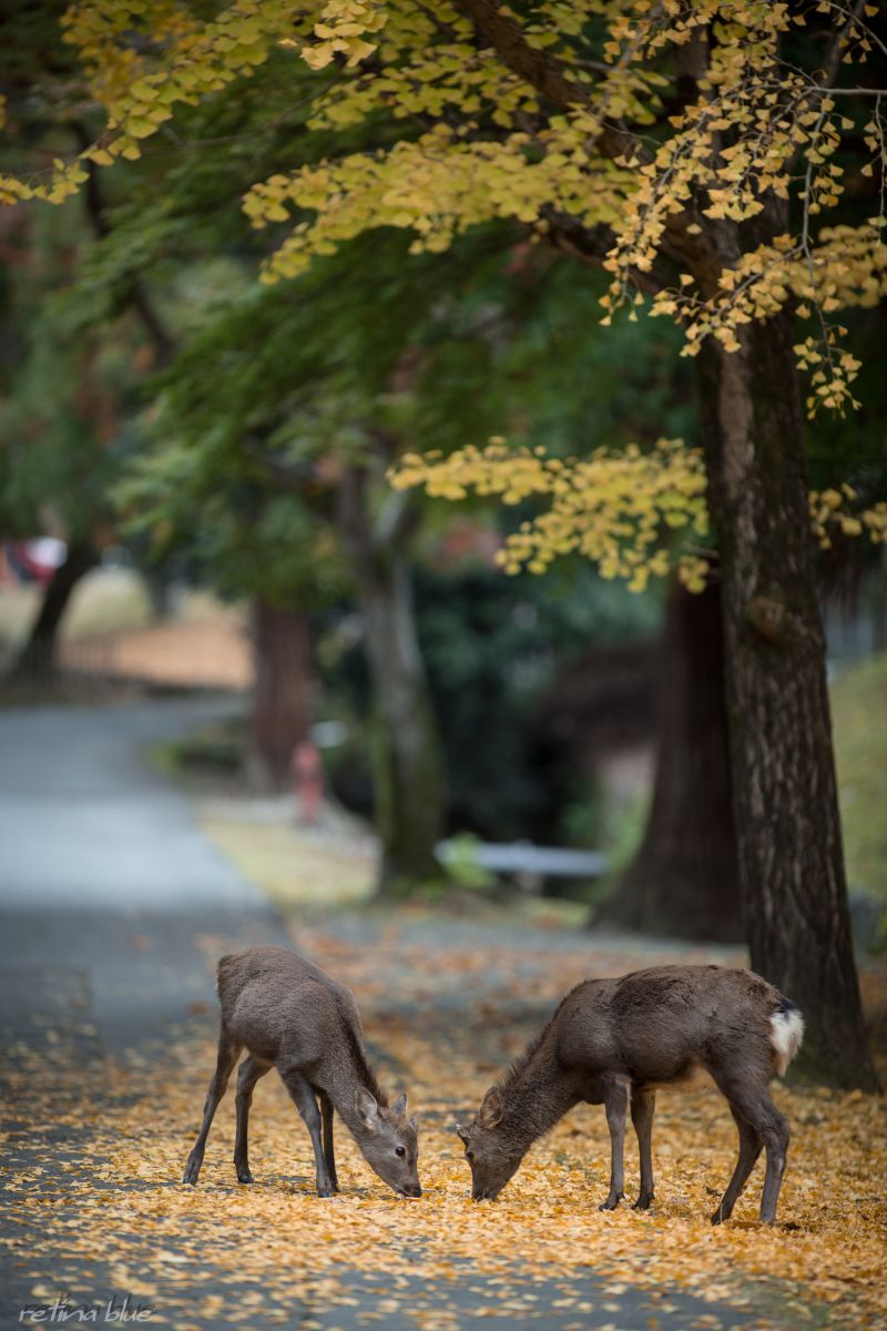 ギンナンおいしいね～ | GANREF