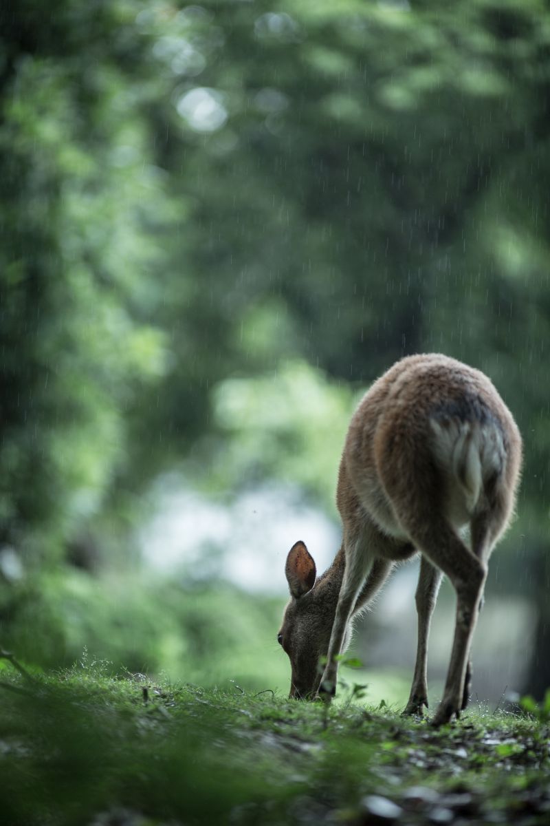 そぼふる雨に | GANREF