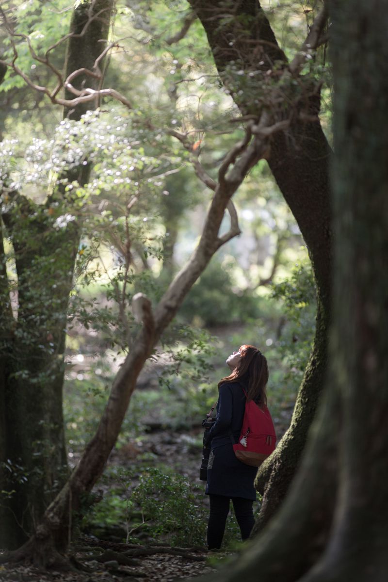 in the forest | GANREF