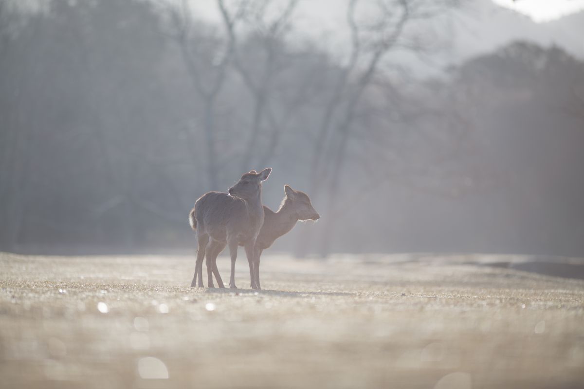 ぼけ～っ | GANREF
