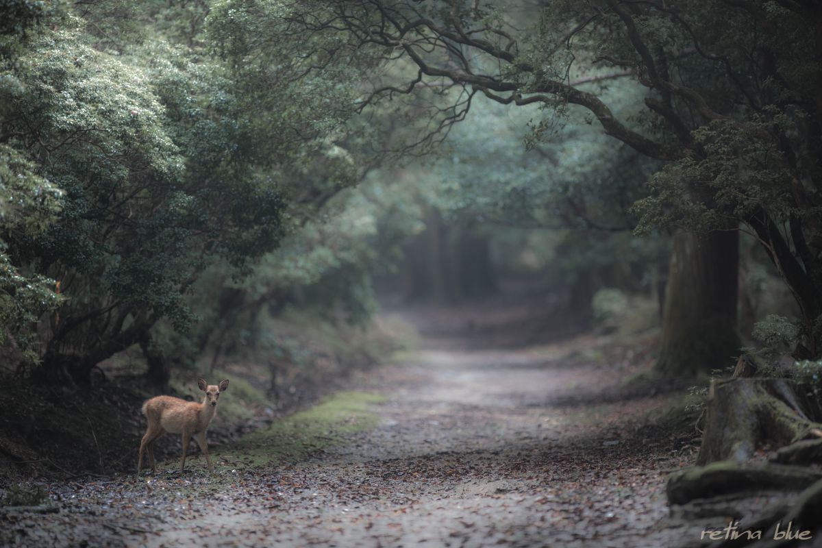 マイナスイオンたっぷりな奈良公園 | GANREF