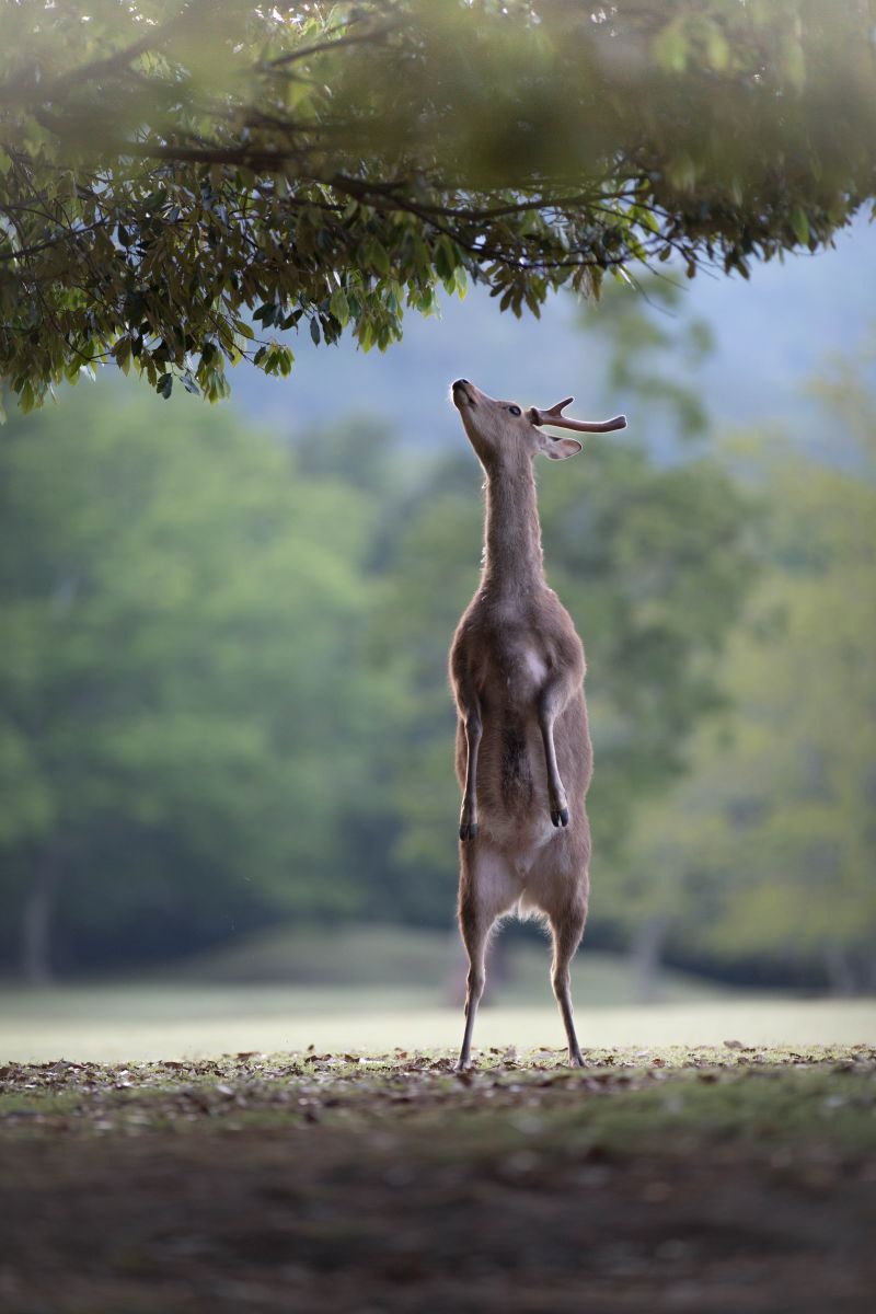 あら、はずかしいっ | GANREF