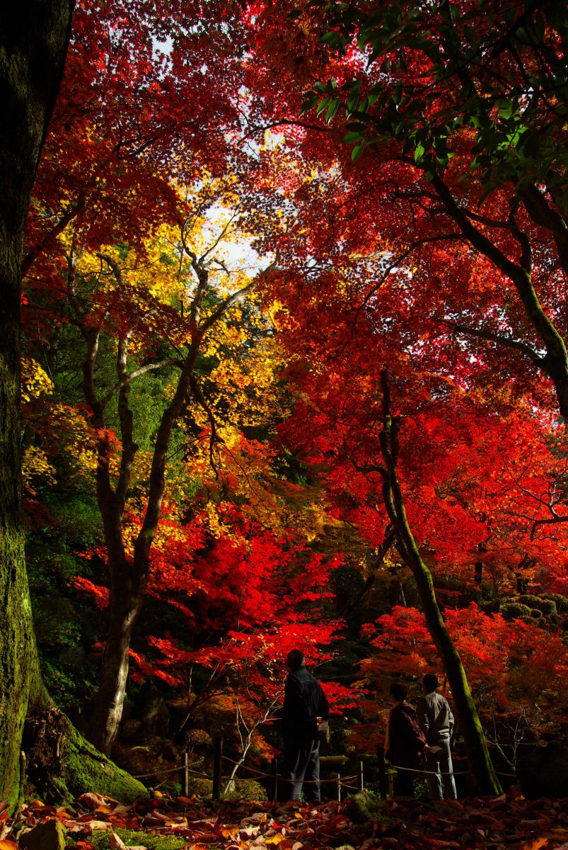 見上げる紅 | GANREF