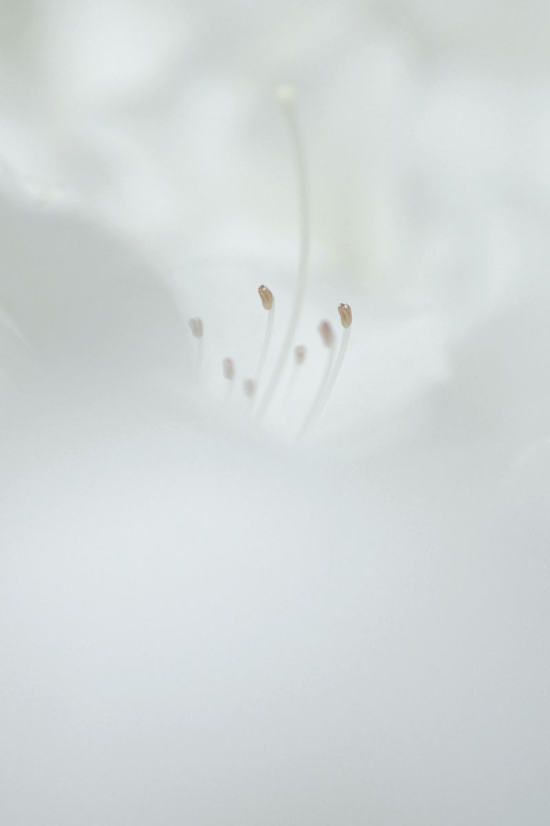 White azalea | GANREF