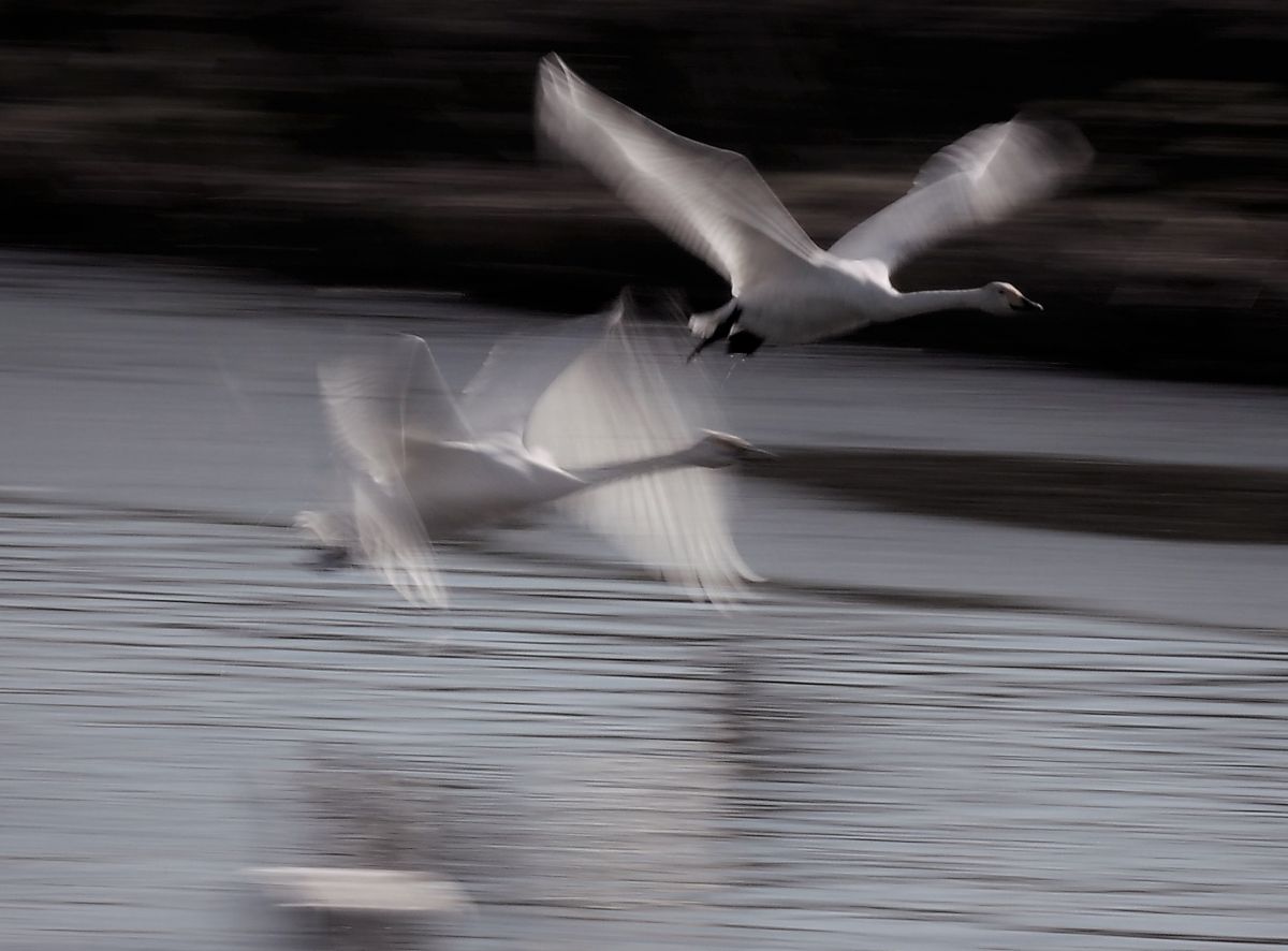 First Flight-10 . | GANREF