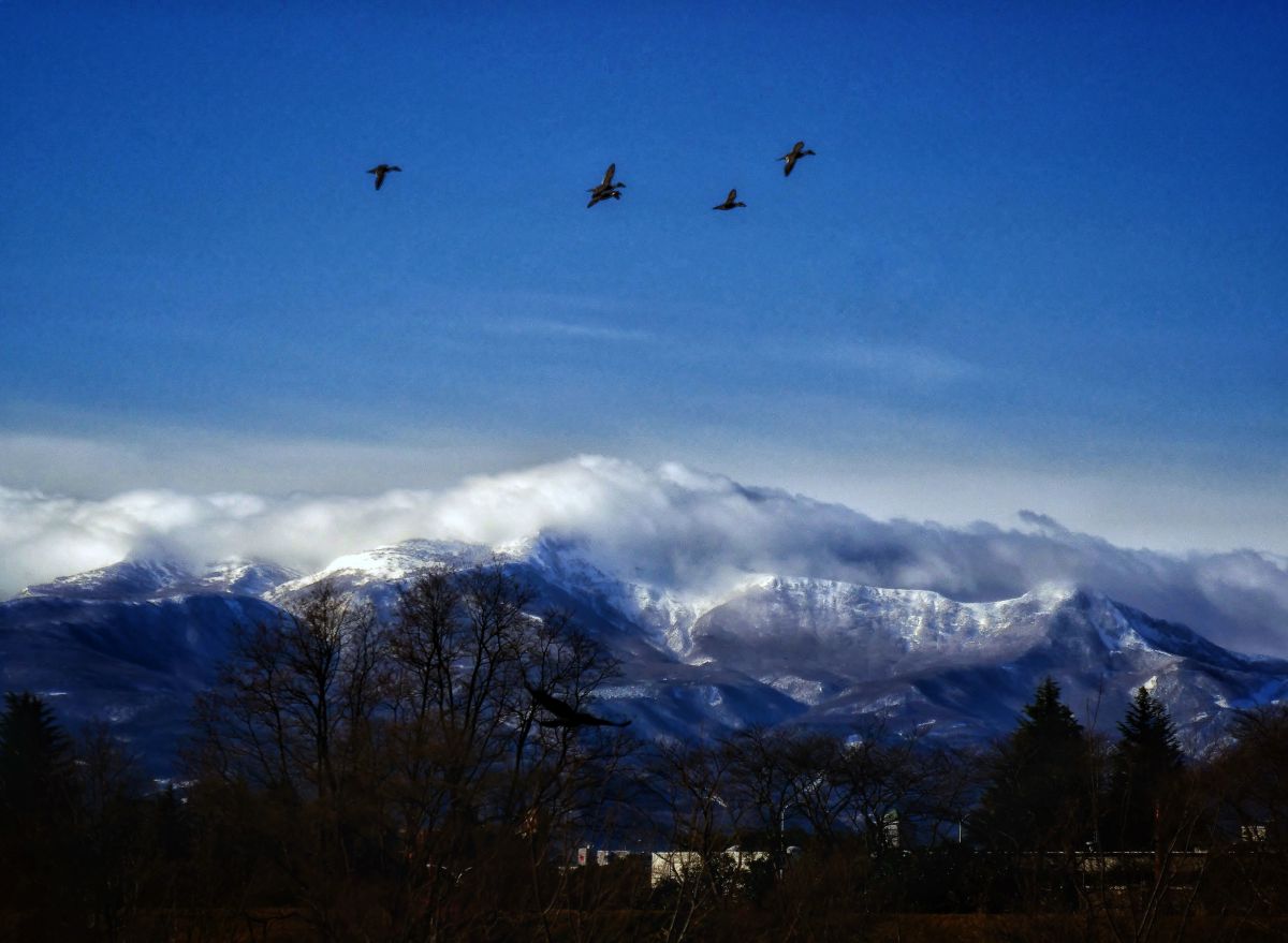 Flight of duck. | GANREF