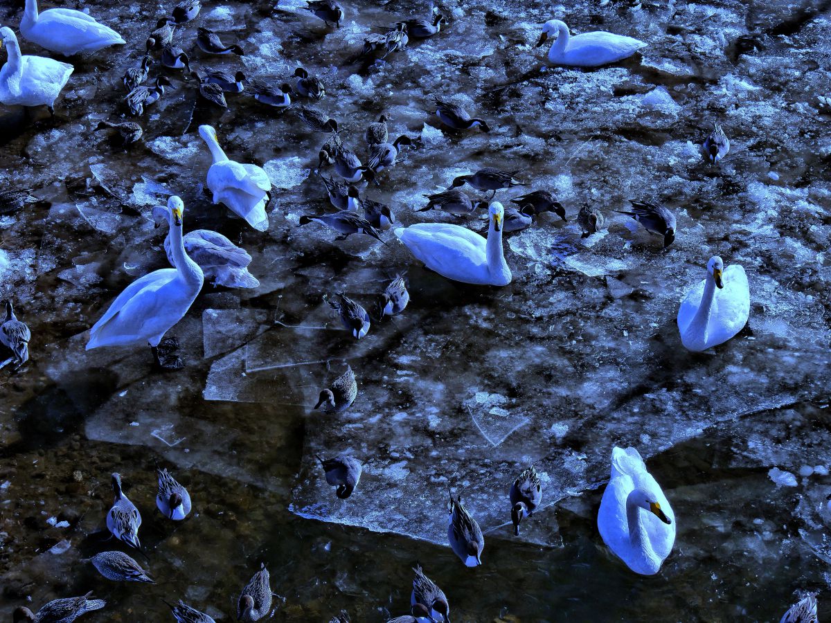 Frozen morning*. | GANREF