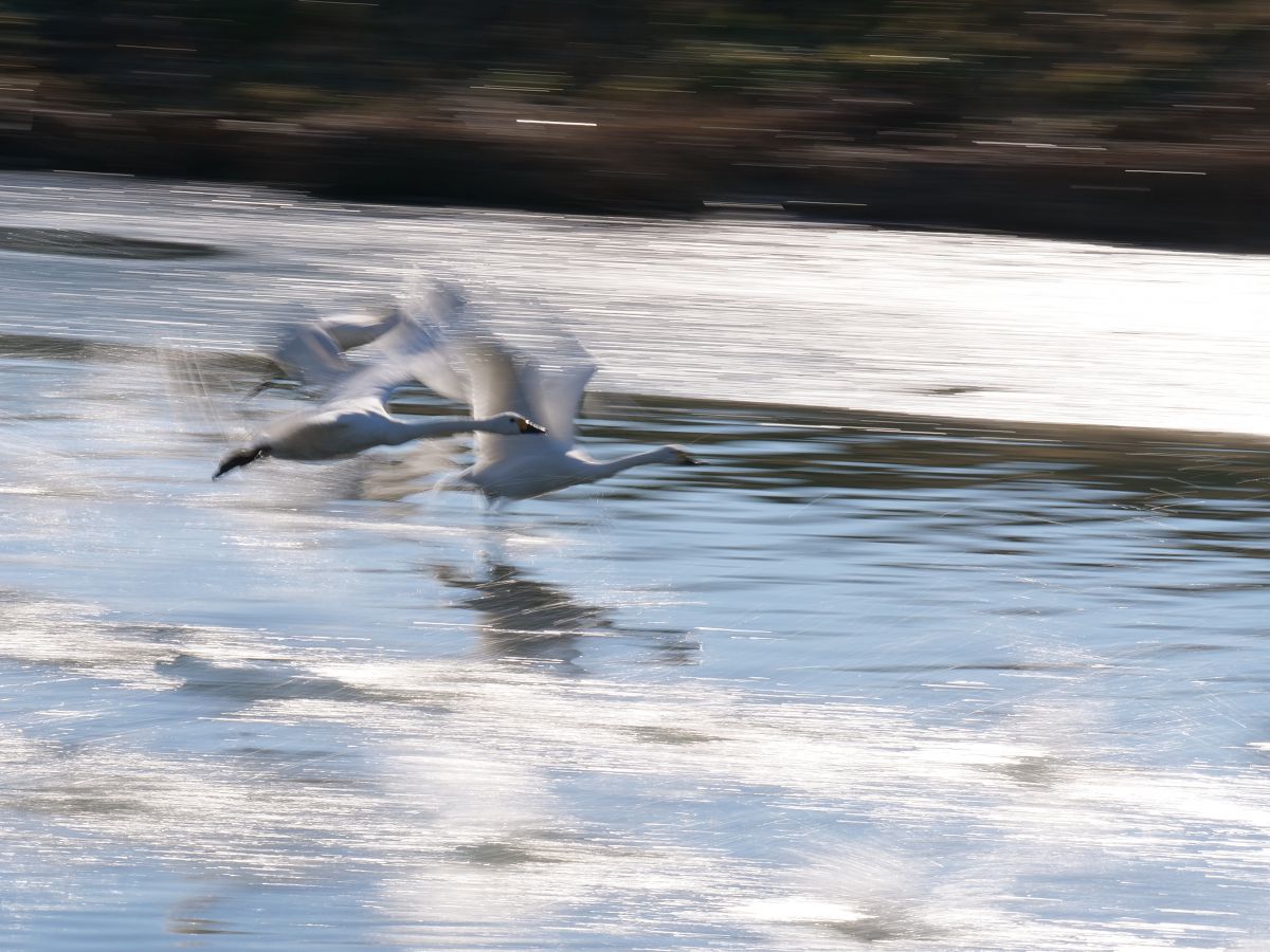 First Flight‐3. | GANREF