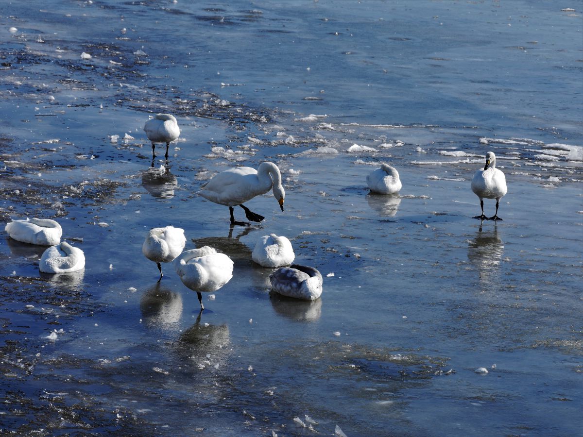 Frozen morning. | GANREF