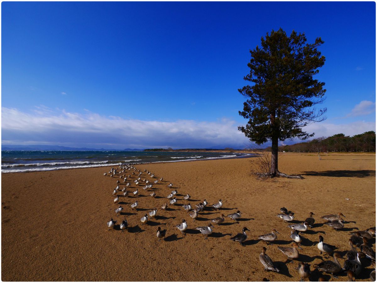 Walking the duck. | GANREF