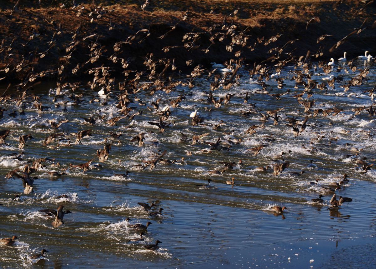 Duck landing.. | GANREF