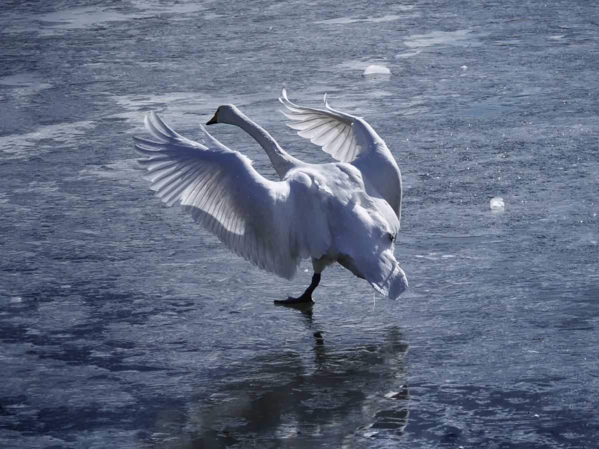 Conductor on ice. | GANREF