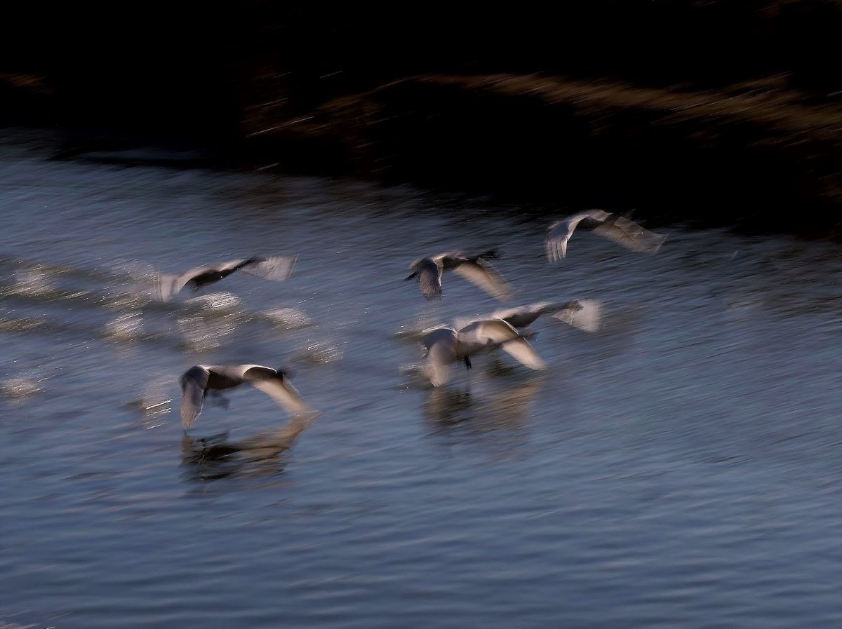 First Flight‐2. | GANREF