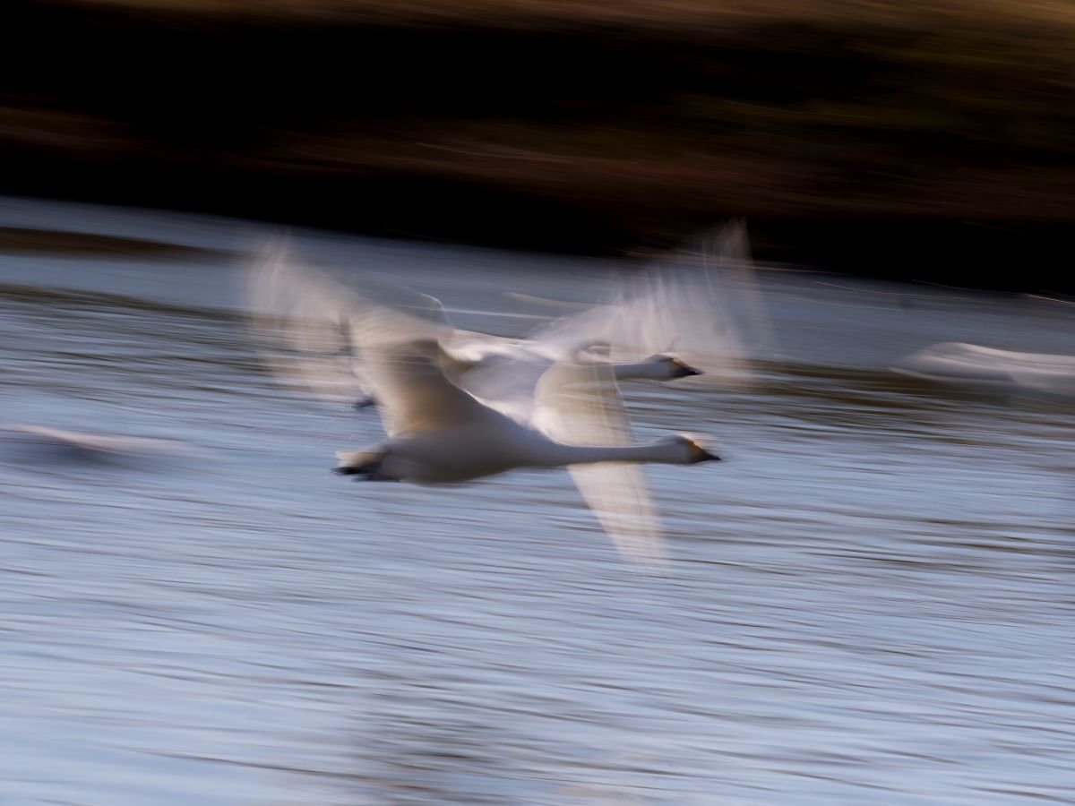 First Flight‐5. | GANREF