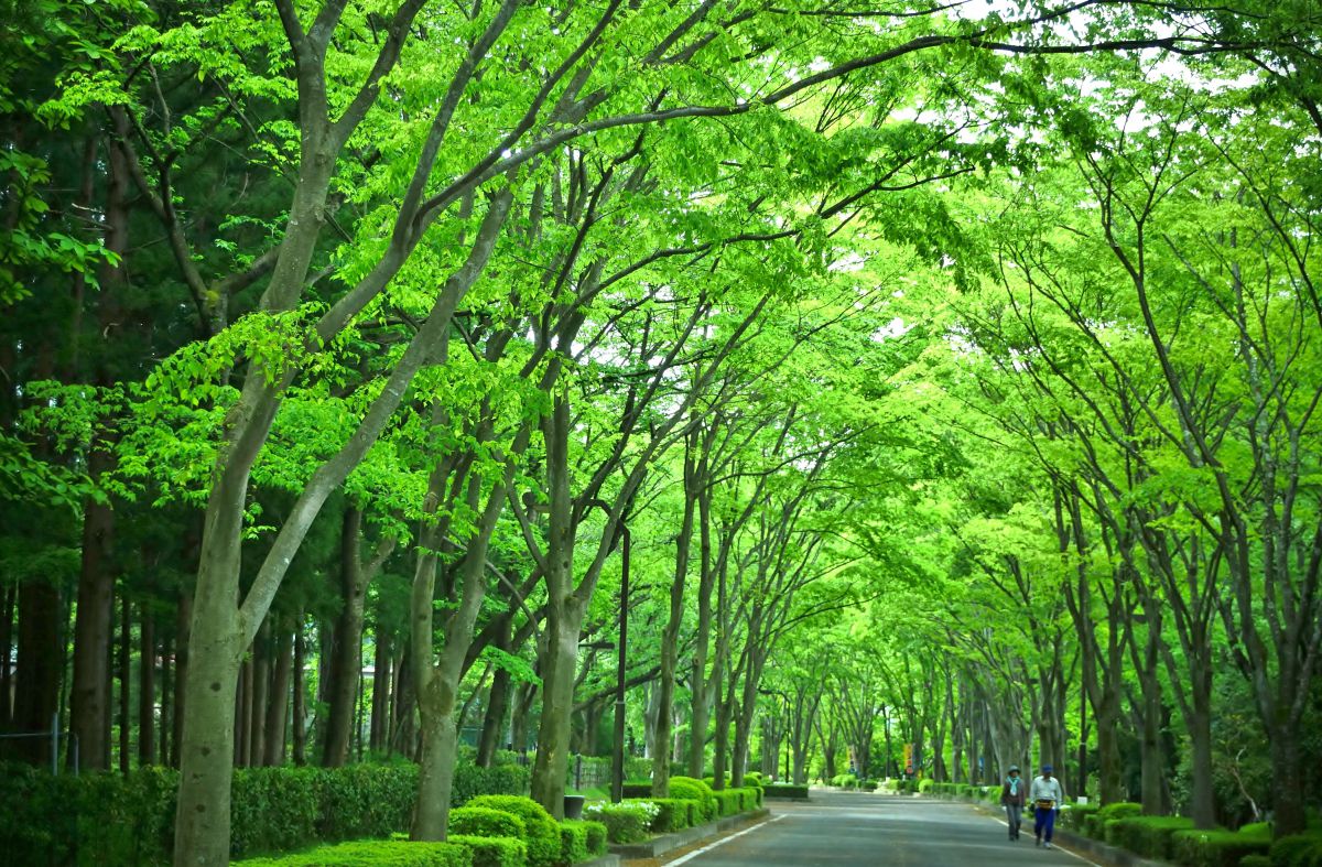 Fresh green promenade. | GANREF