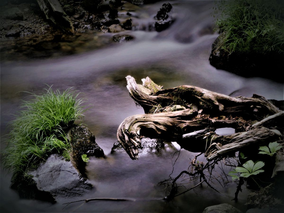 Fallen tree . | GANREF