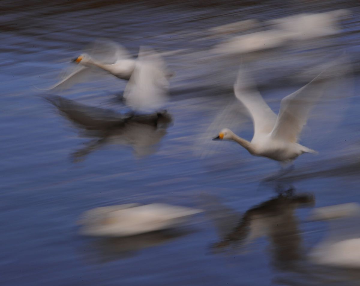 Swan series. | GANREF