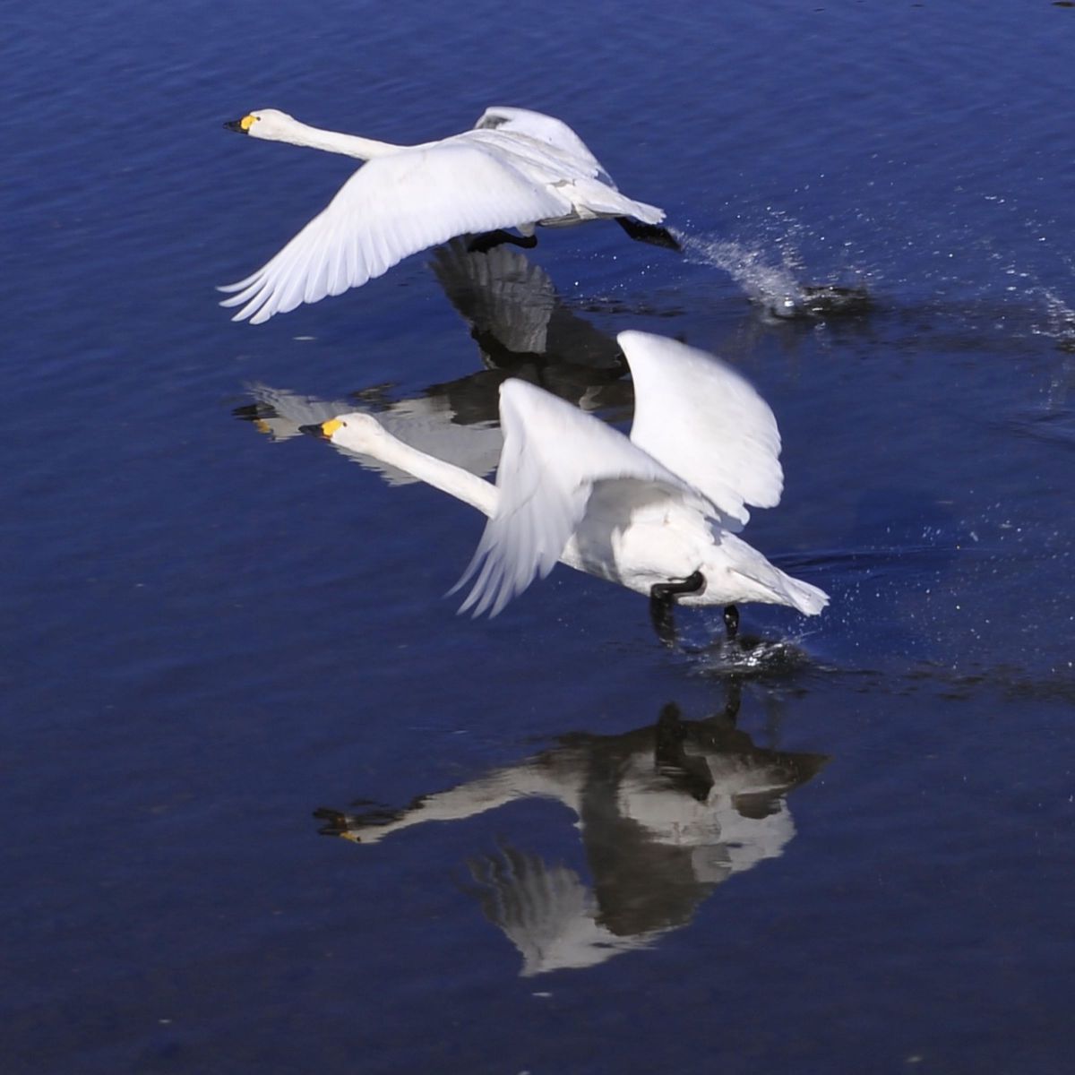 Swan series.. | GANREF