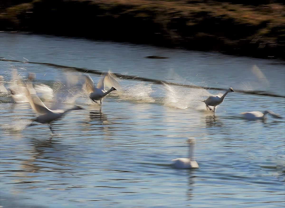 First Flight-12. | GANREF