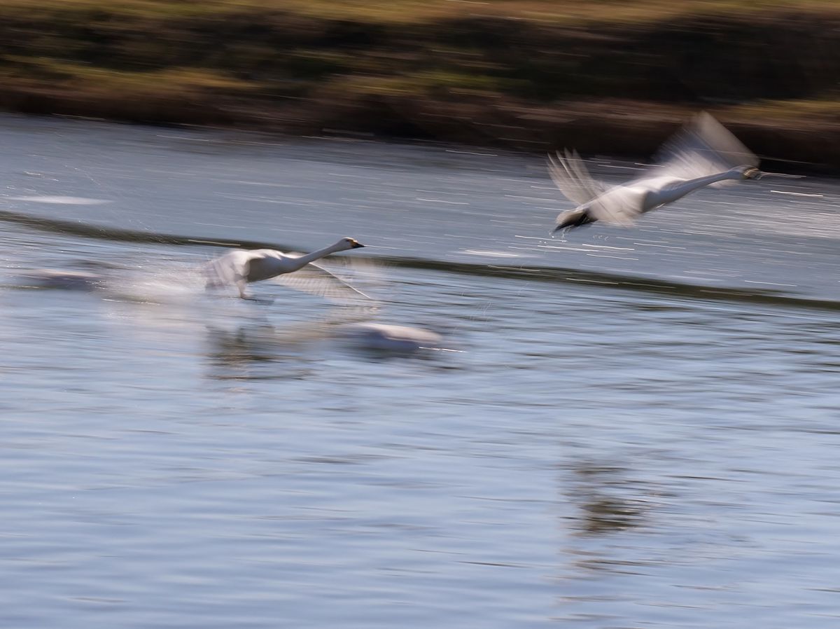 First Flight -9 ≪Chase≫ | GANREF