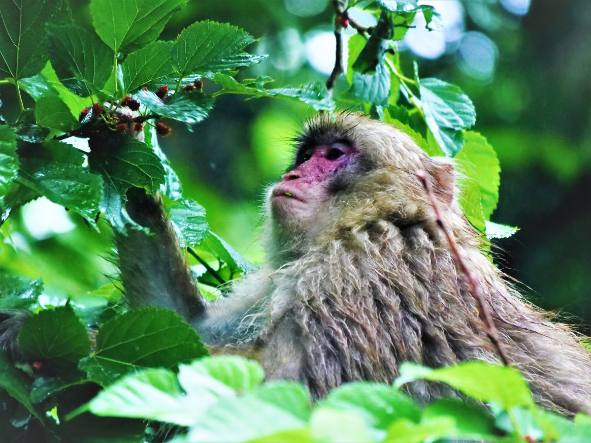 Monkey's meal. | GANREF