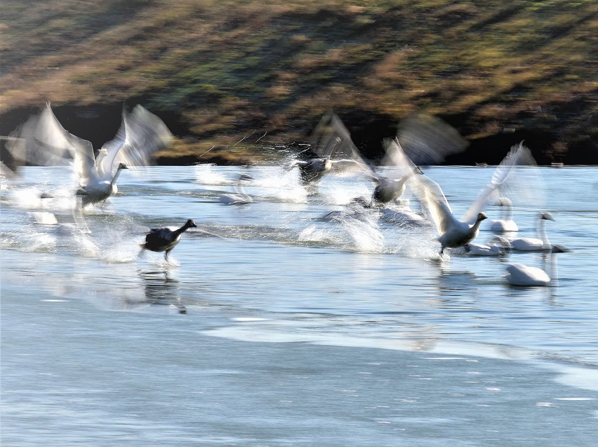 First Flight -6. | GANREF