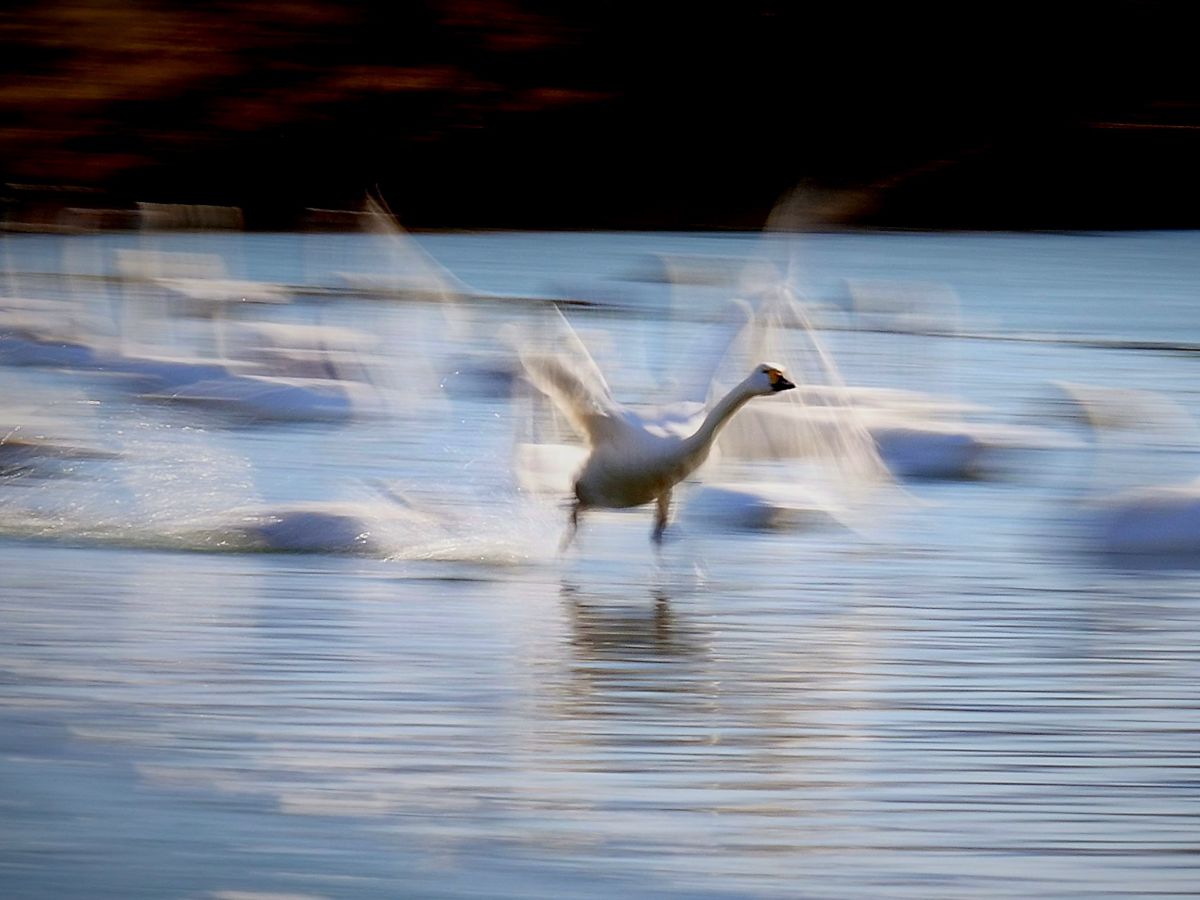 First Flight‐8≪Start dash≫ | GANREF