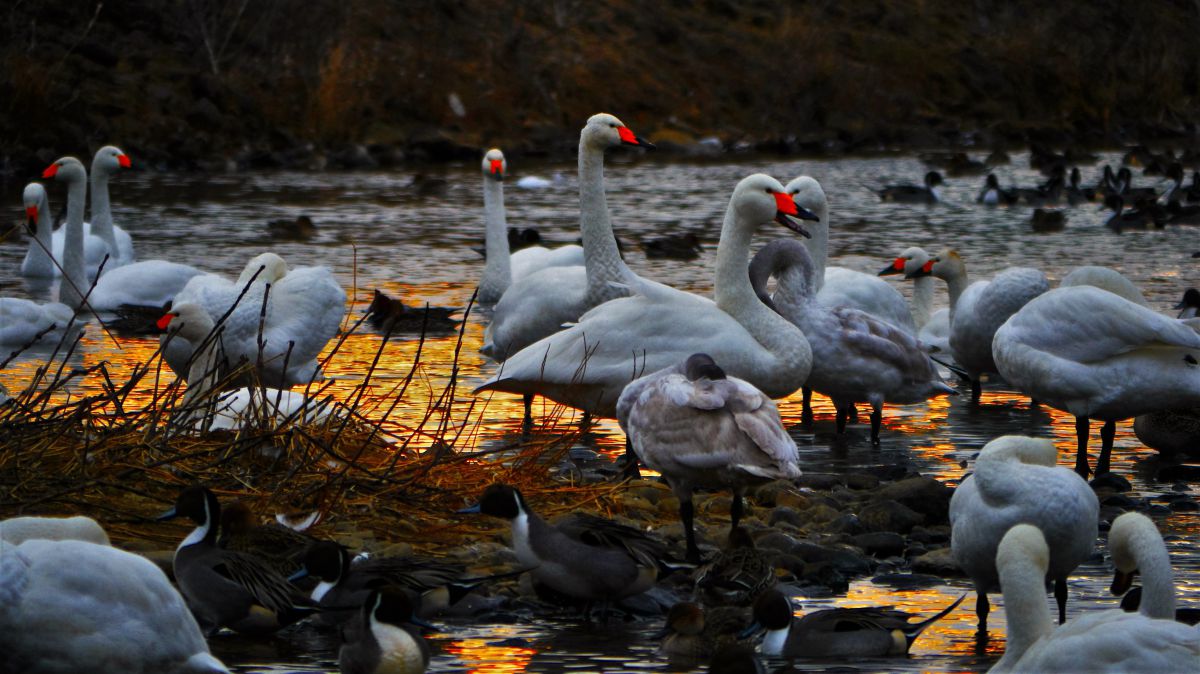 Swan noisy. | GANREF