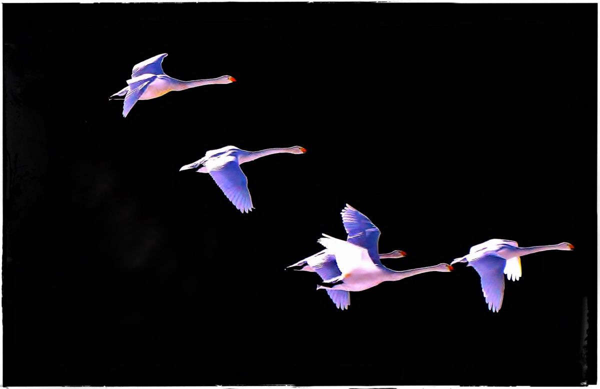 stop motion. | GANREF