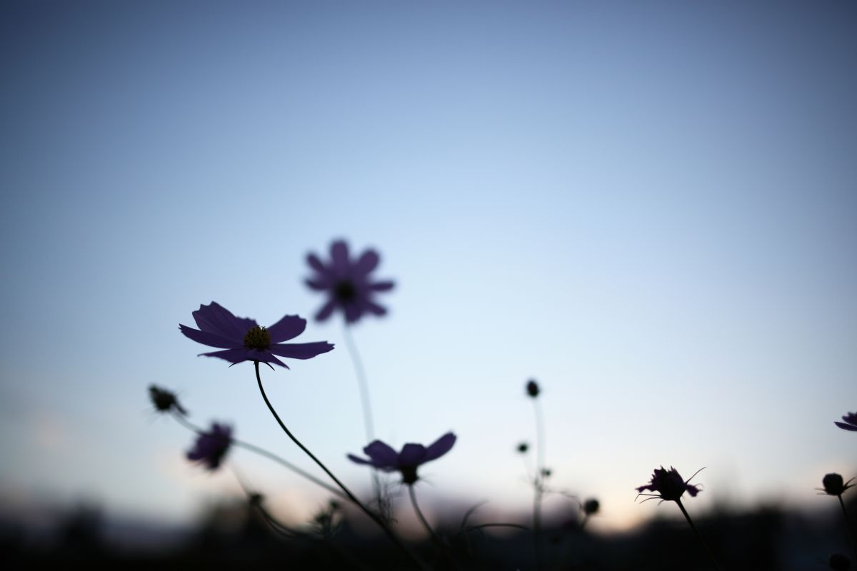 Silhouette Romance | GANREF