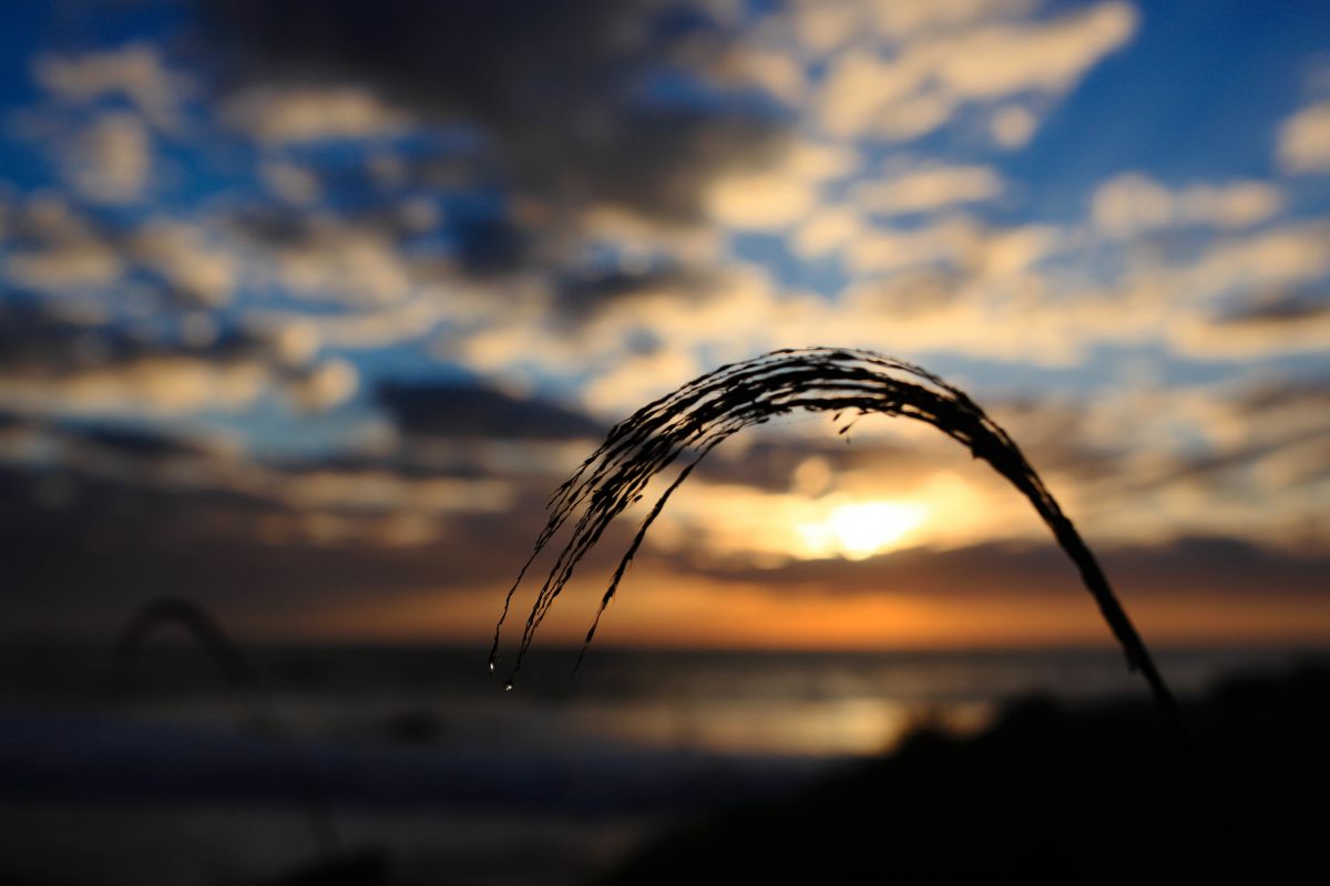 -Peace and hope- | GANREF