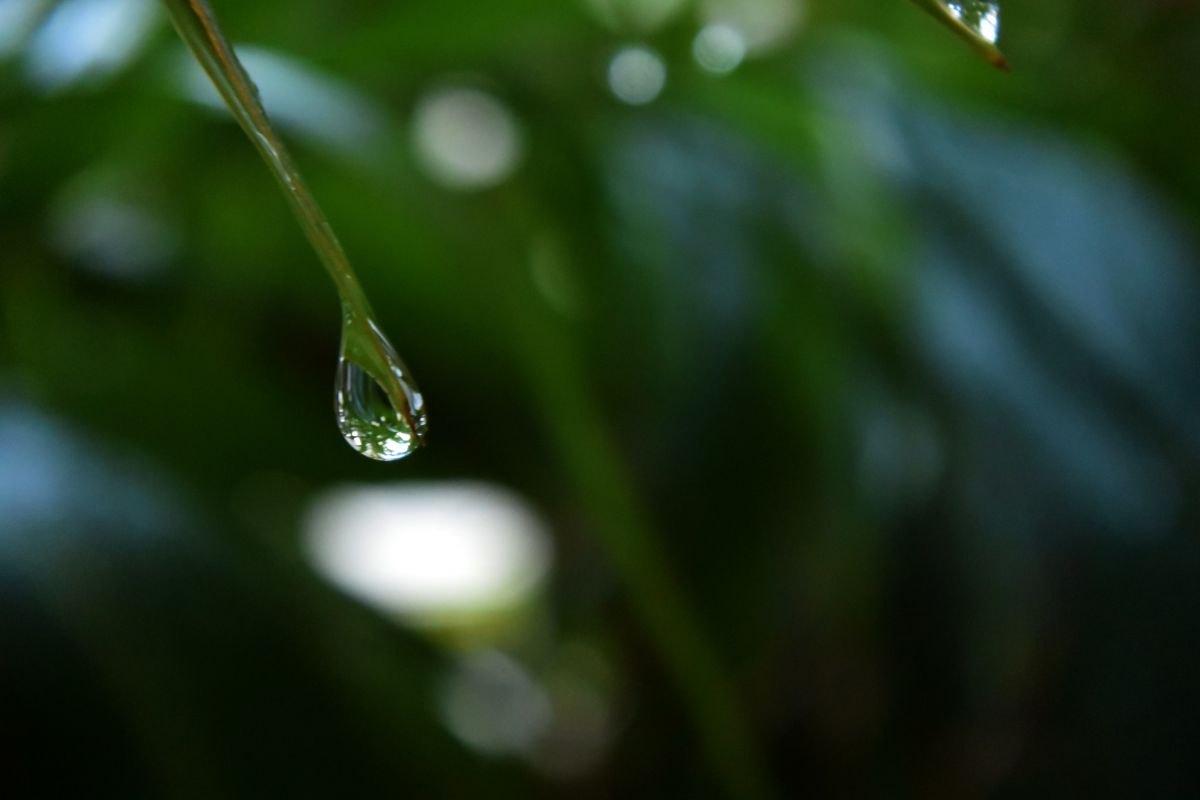 after the rain #2 | GANREF