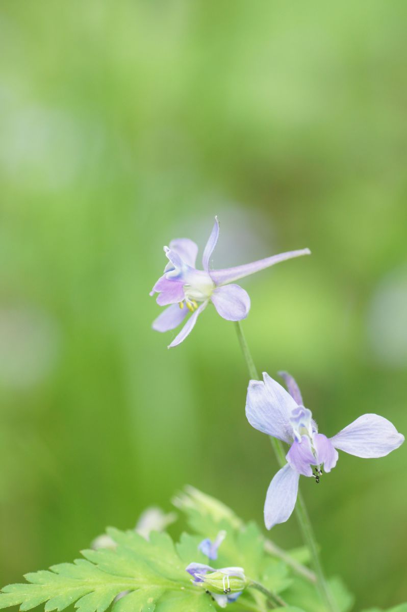 芹葉飛燕草 | GANREF