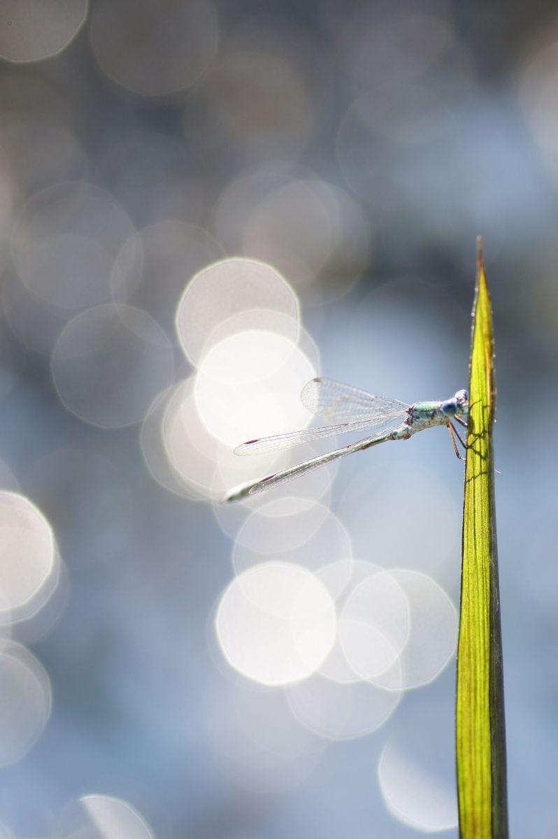 煌めきの中で | GANREF