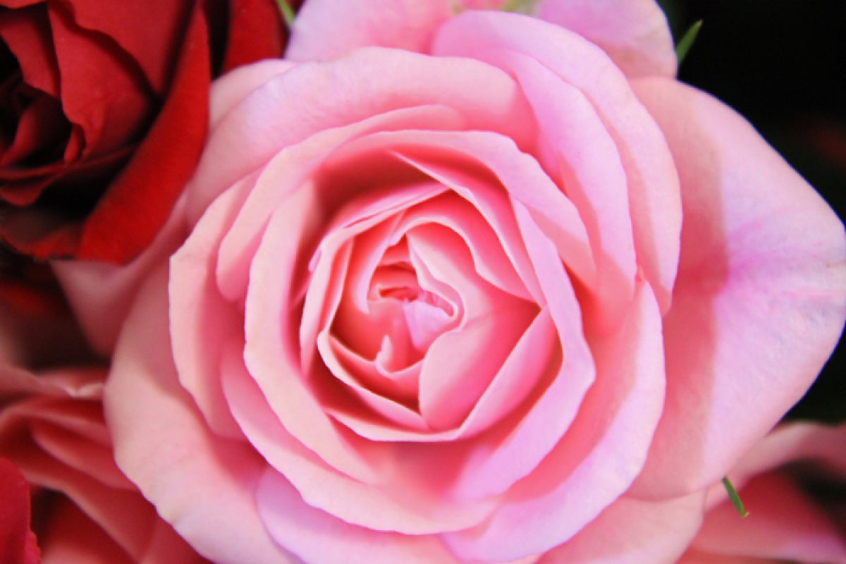 Pink rose | GANREF
