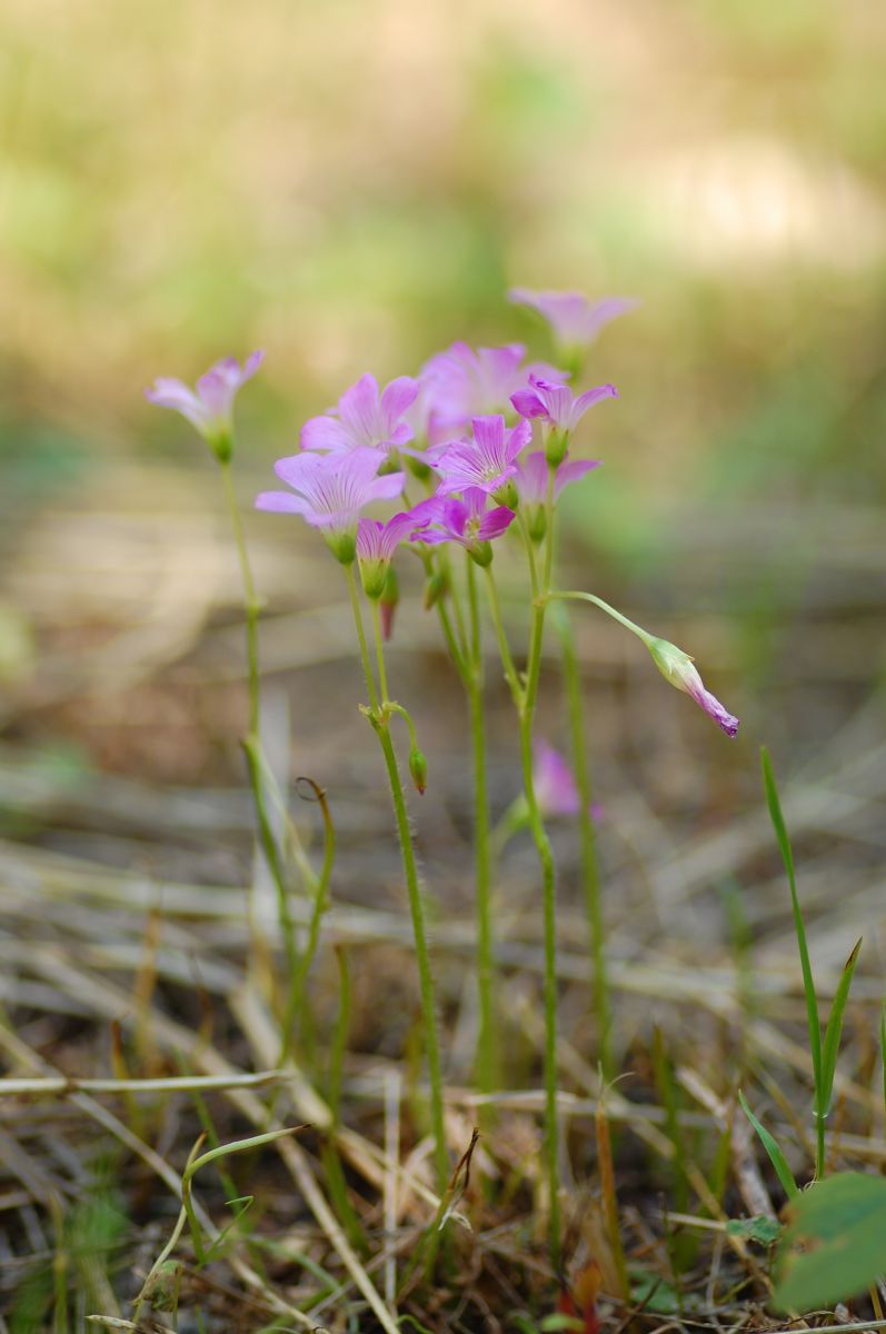 野に咲く | GANREF