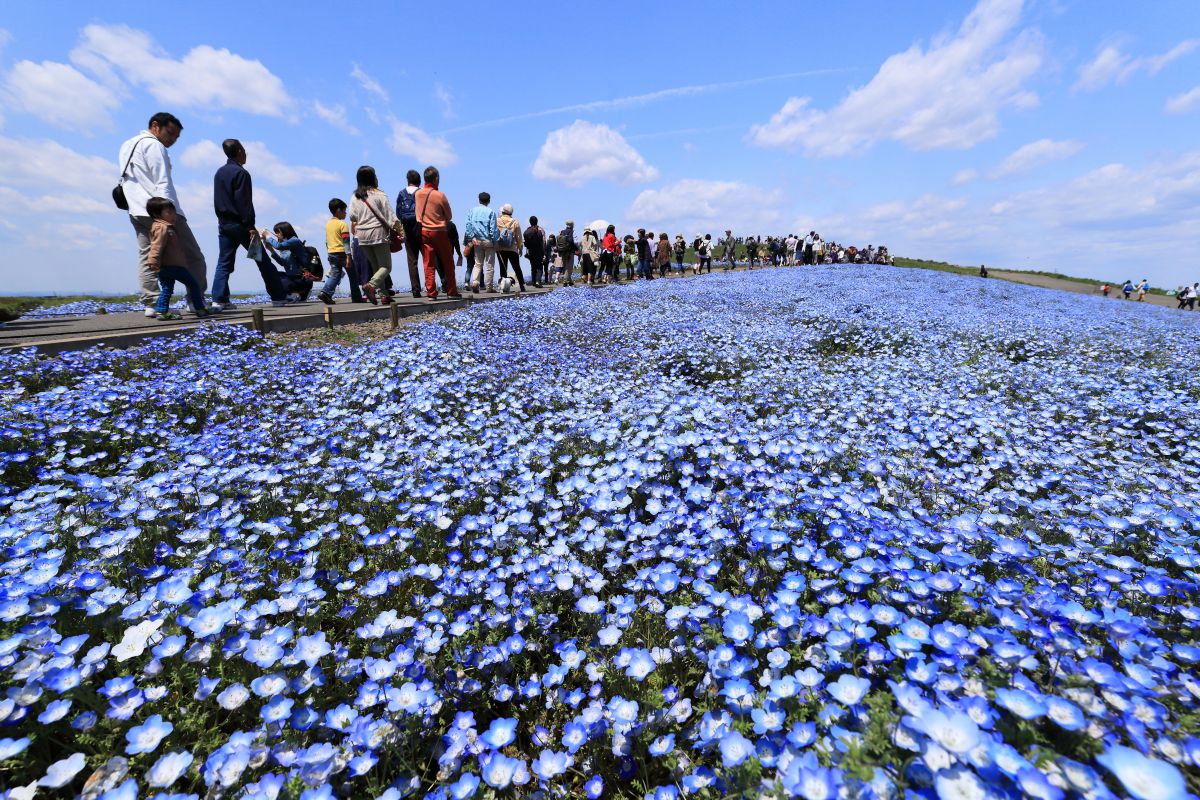 baby blue eyes | GANREF