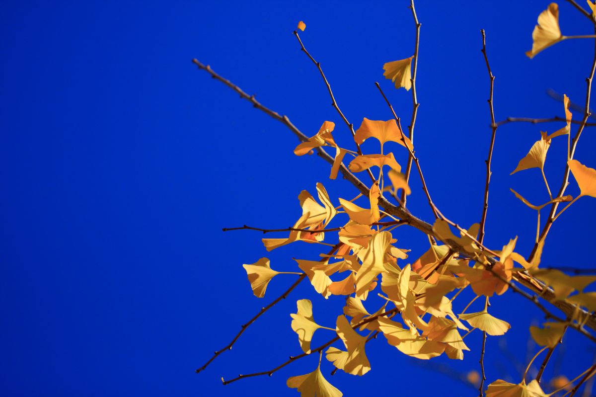 Last Shooting | GANREF