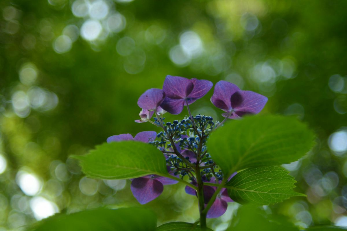 Hydrangea purple | GANREF