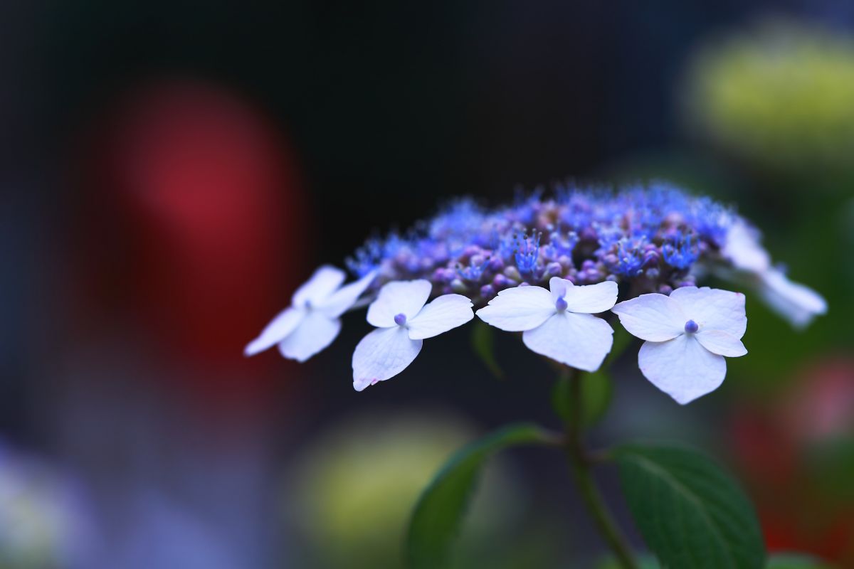 Thin blue colors | GANREF