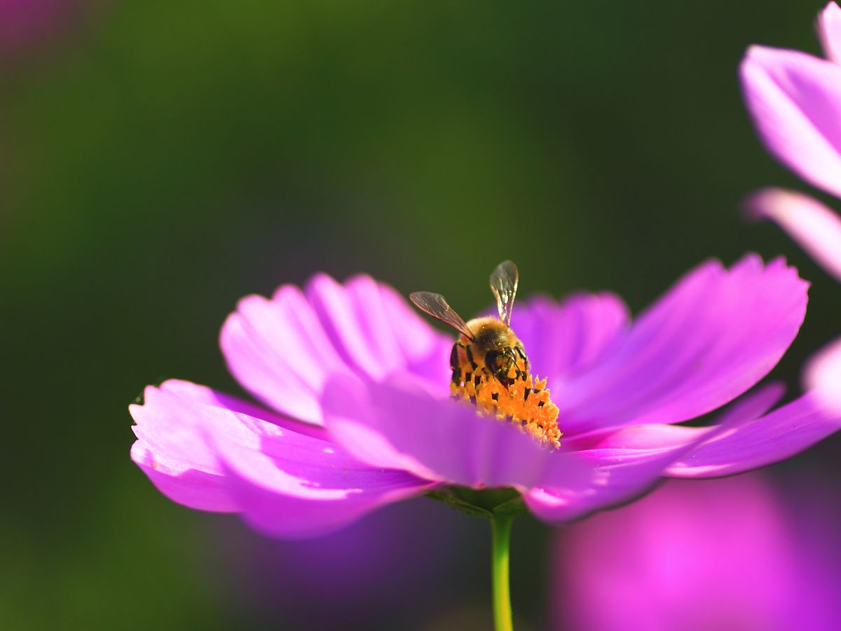 俺のコスモス. | GANREF