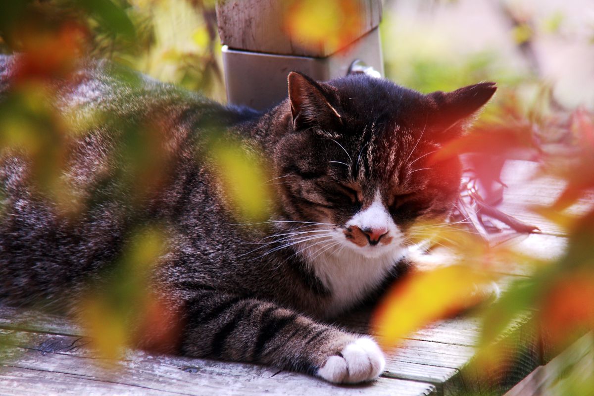 ちょっと起きてみる | GANREF