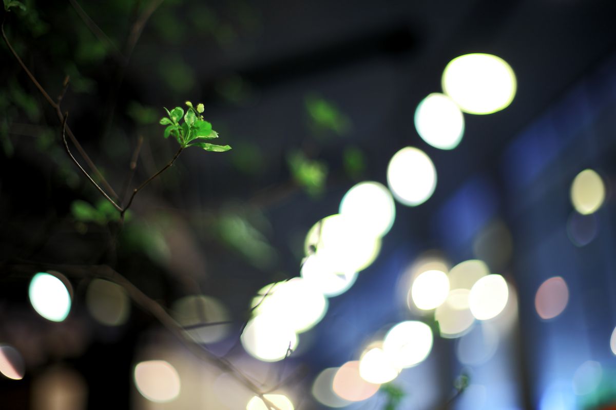 Slight green | GANREF