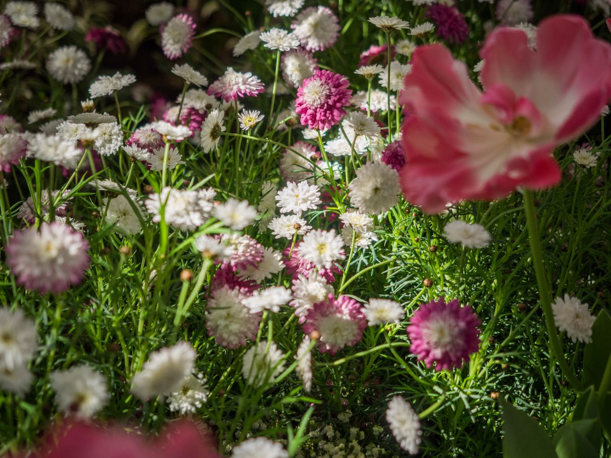 flower world | GANREF